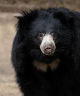 Columbus Zoo | Sloth Bear
